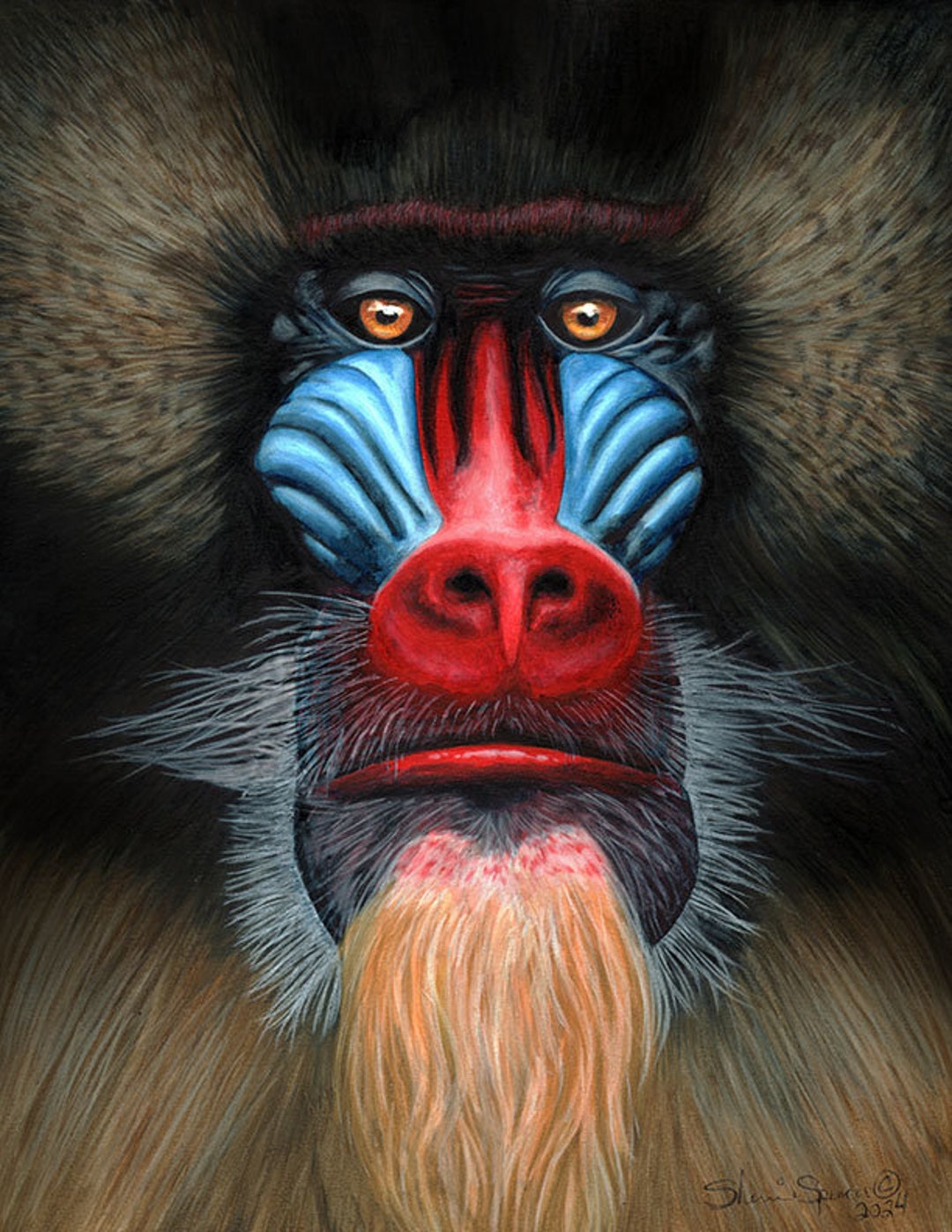 Male Mandrill 8.5 X 11 Glossy Art Print - Etsy