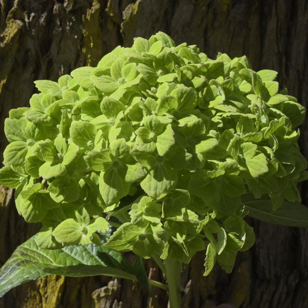 Emerald Green Hydrangea Stems – Box of 10, DIY Floral Design - Etsy