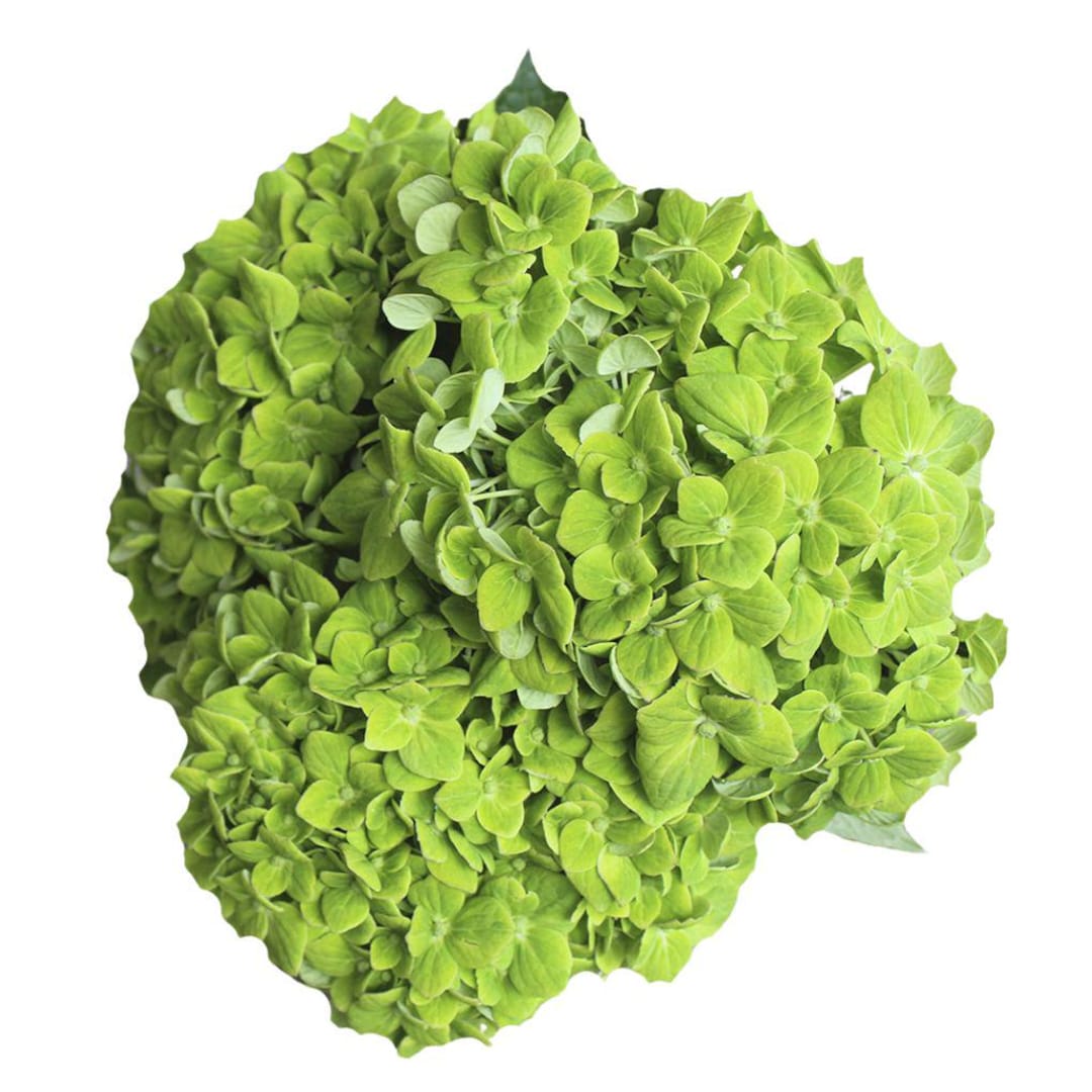 Fresh Emerald Green Hydrangea– Box of 10 Stems – Perfect for Weddings ...