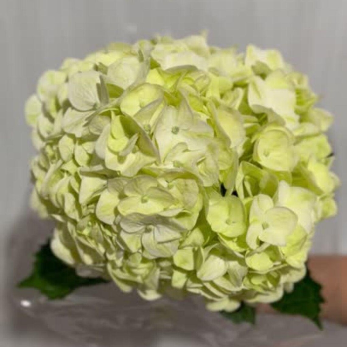 Fresh Lime Green Hydrangeas – Box of 10 Stems – Beautiful Blooms for ...