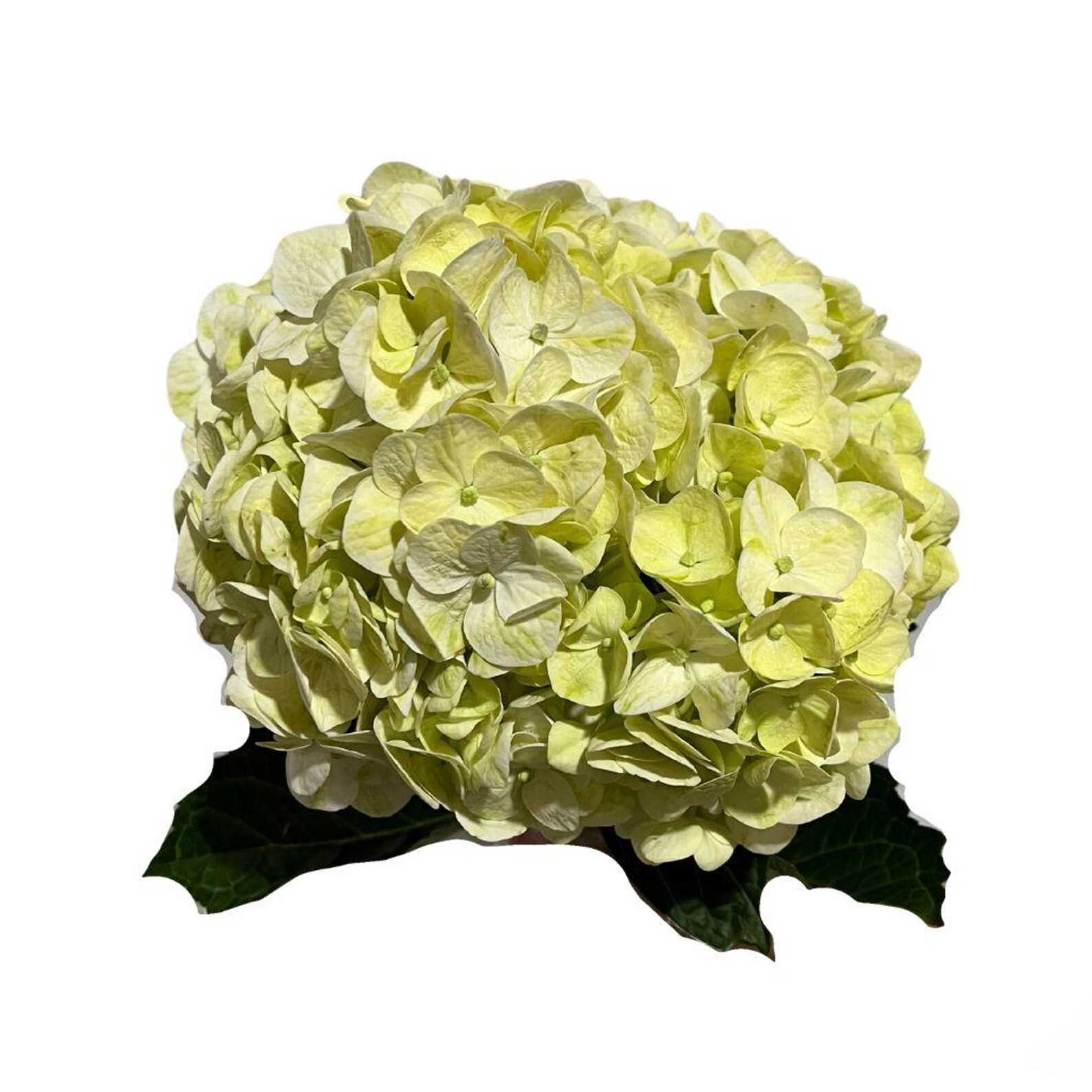 Fresh Lime Green Hydrangeas – Box of 10 Stems – Beautiful Blooms for ...