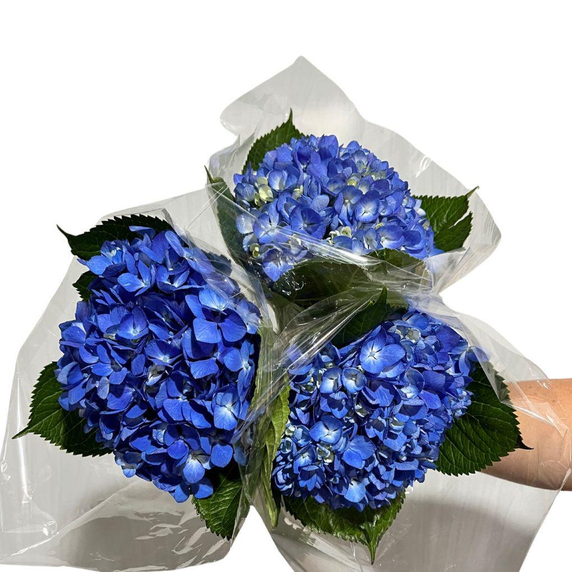 Premium Blue Hydrangea Stems - Fresh Cut Flowers, Box of 10 - Etsy