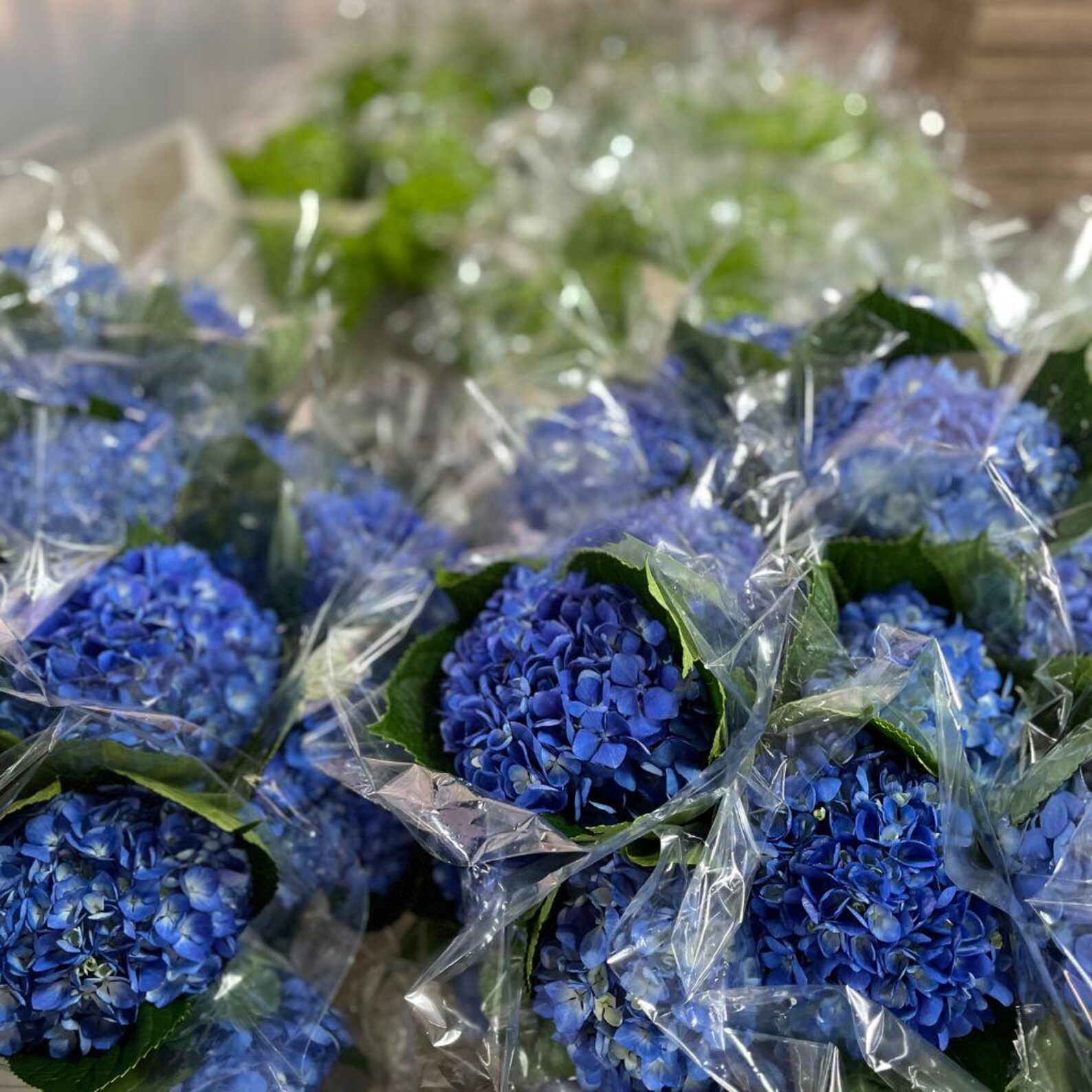 Premium Blue Hydrangea Stems - Fresh Cut Flowers, Box of 10 - Etsy