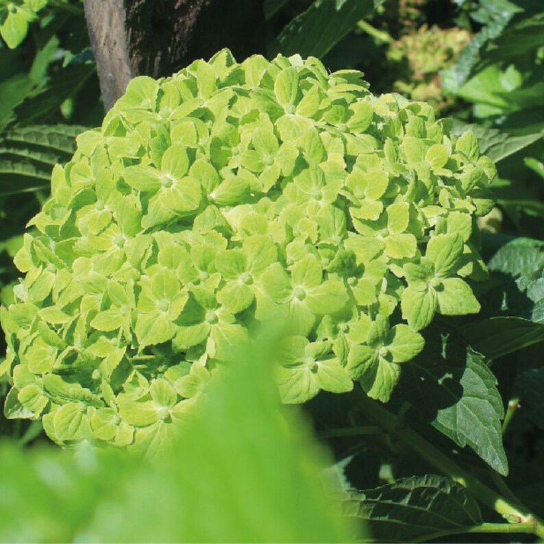 Fresh Emerald Green Hydrangea– Box of 10 Stems – Perfect for Weddings ...