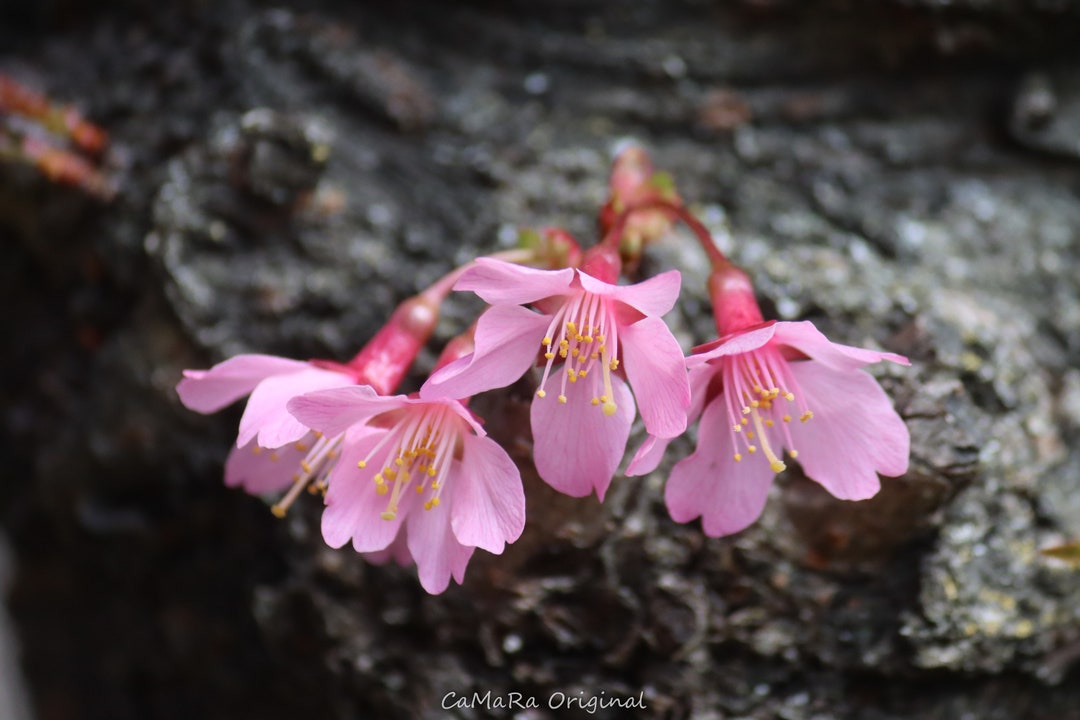 Cherry Blossom Budding From the Tree Photograph, Signs of Spring Print ...