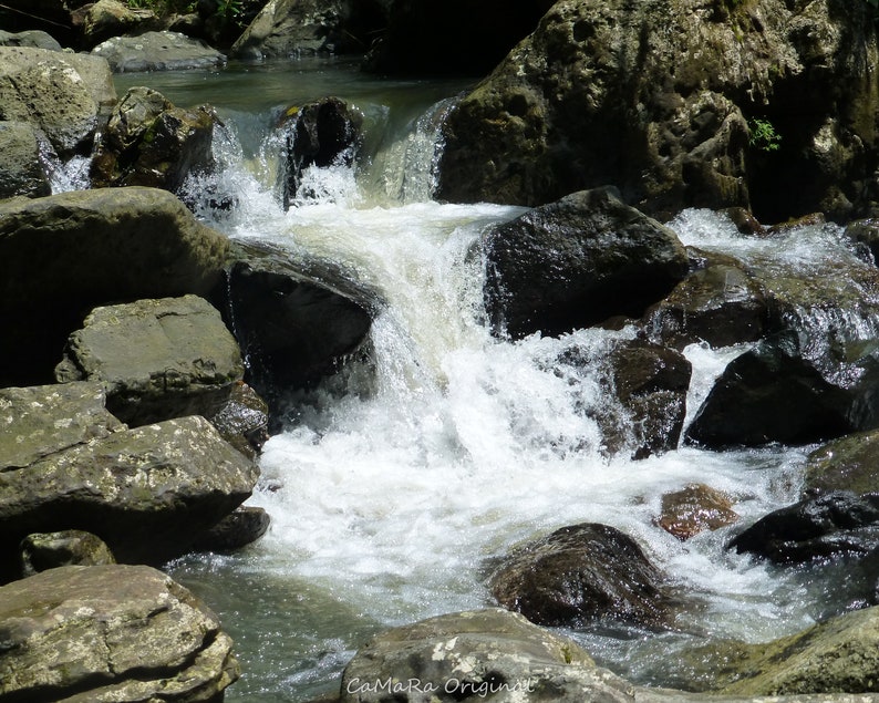 Rainforest Stream Picture, Flowing Water Print, El Yunque National ...
