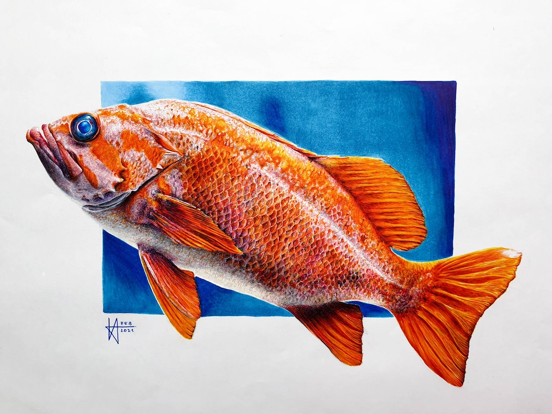 Realistic Drawing - Fish - Copic on Paper - Quality Artprint - Etsy