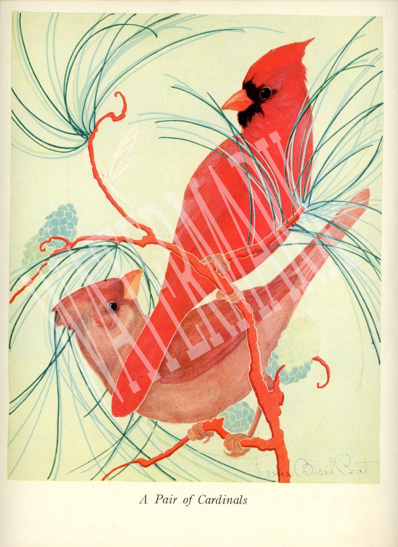 Bird Drawings Fern Bisel Peat Robin Baltimore Oriole Cardinal Wren ...