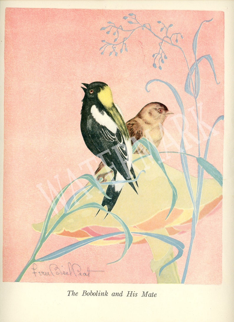 Bird Drawings Fern Bisel Peat Robin Baltimore Oriole Cardinal Wren ...