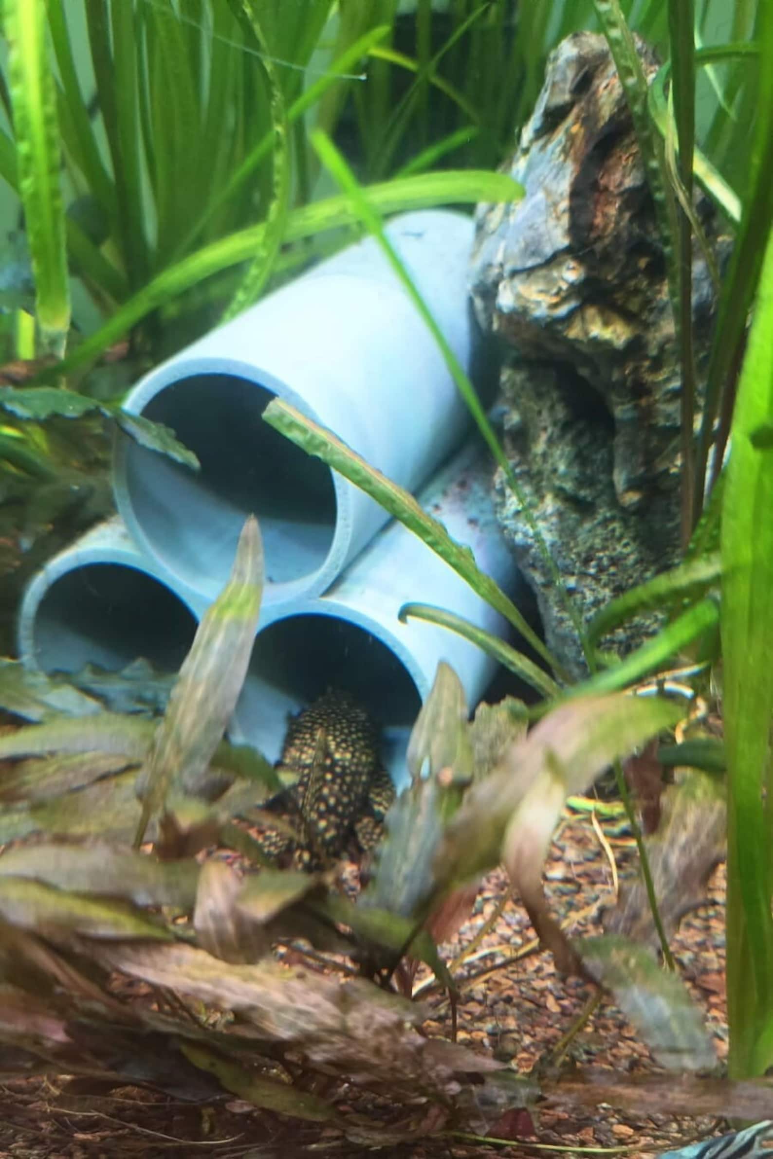PET Aquarium Dens - 100% Customizable - Etsy