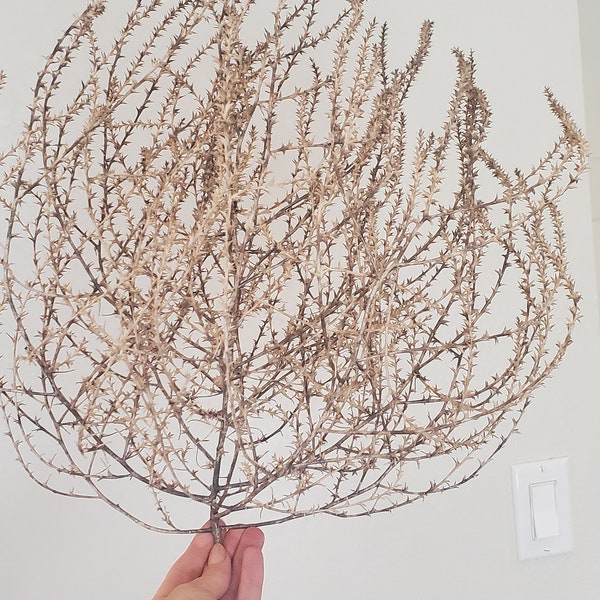 Tumbleweed - Etsy