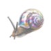 Fancy Snail, Snail Sticker, Stickers, Gift Stickers, Girly Stickers ...