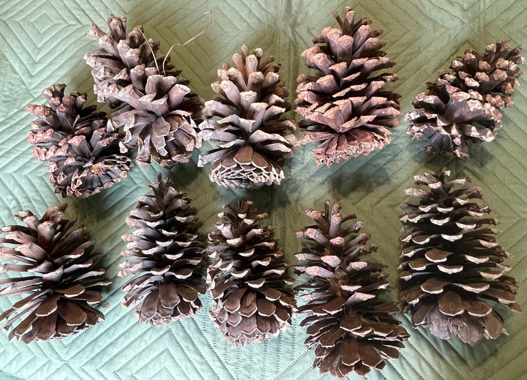 10 Huge Jumbo Pinecones From 7 to 9 Craft Cones - Etsy