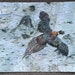 Joe Lathrop Wildlife Artist Print Flying Quail Birch Background Print ...