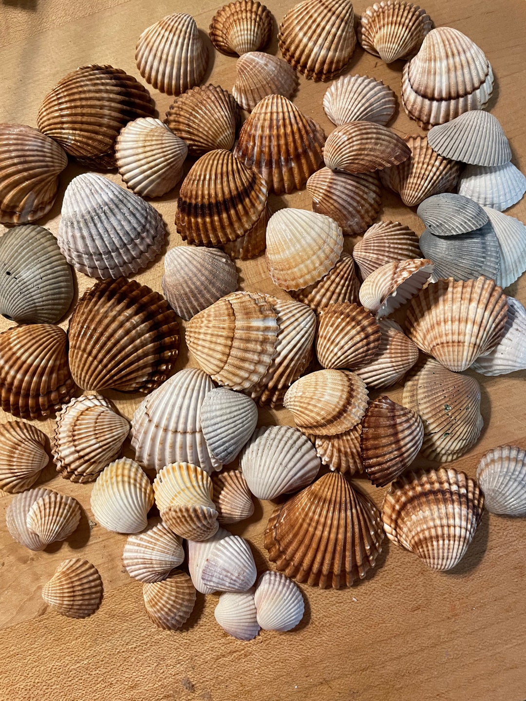 Seashells Ribbed Brown/amber Like Color Approx 10oz/63 Pcs - Etsy