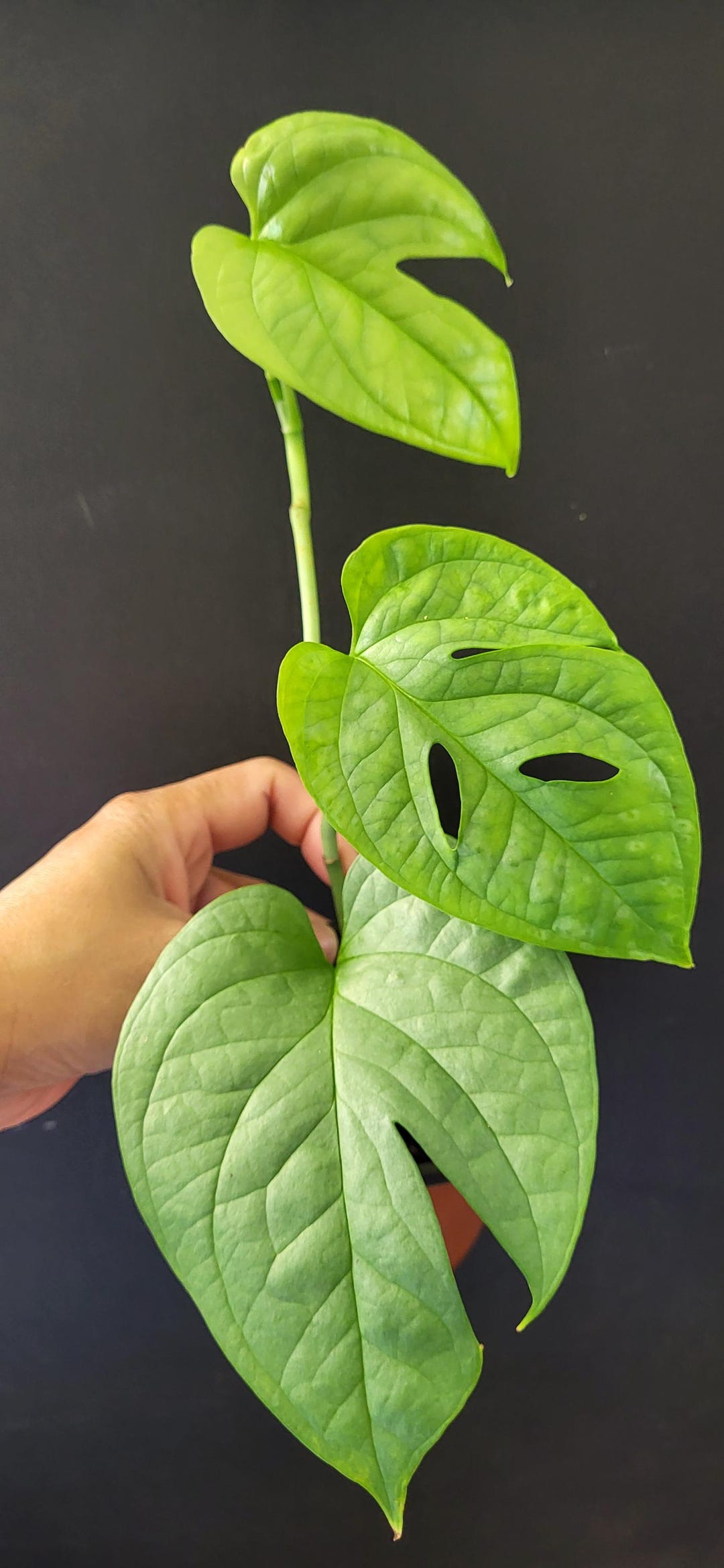 Amydrium Silver (monstera Spiderman) Exact Plant - Etsy
