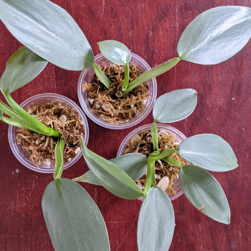 Philodendron Silver Sword - Etsy