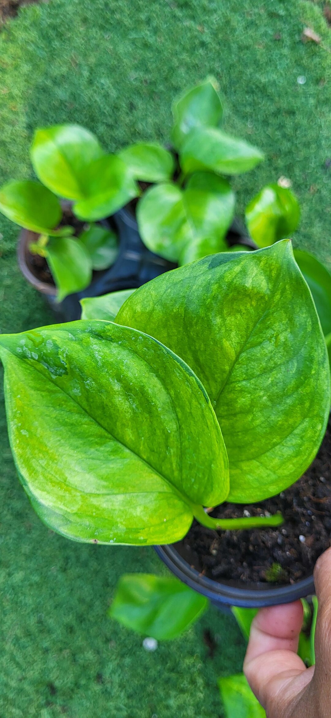 3.5" Lemon Top Pothos Rooted Starter . - Etsy