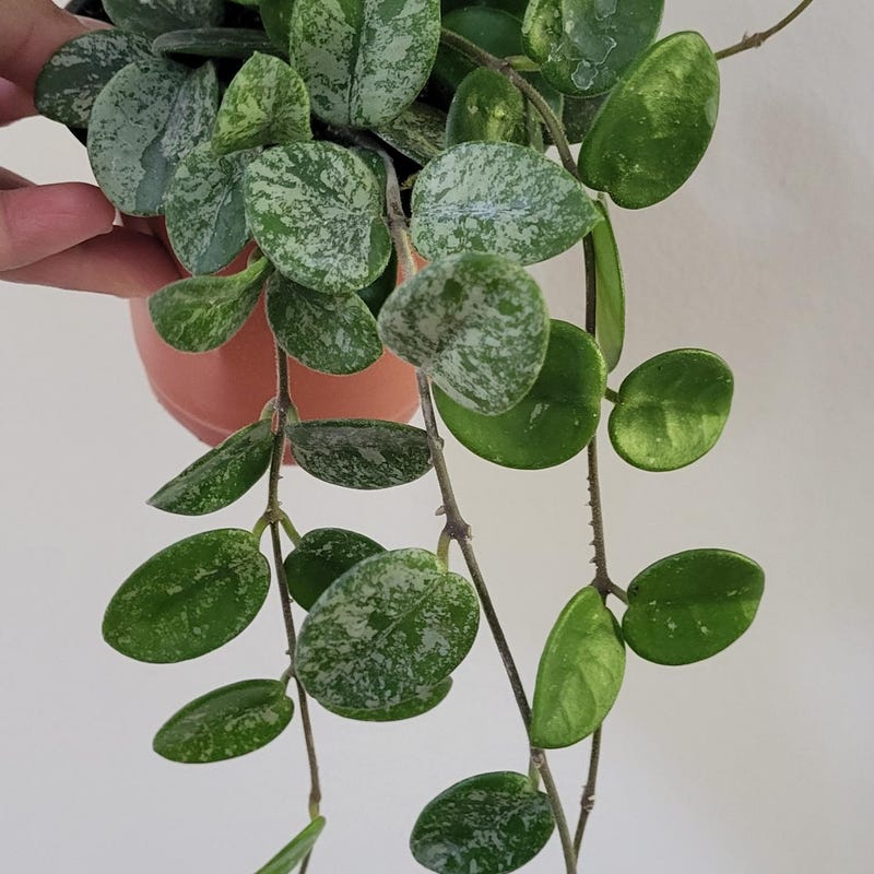 Hoya Mathilde - Etsy