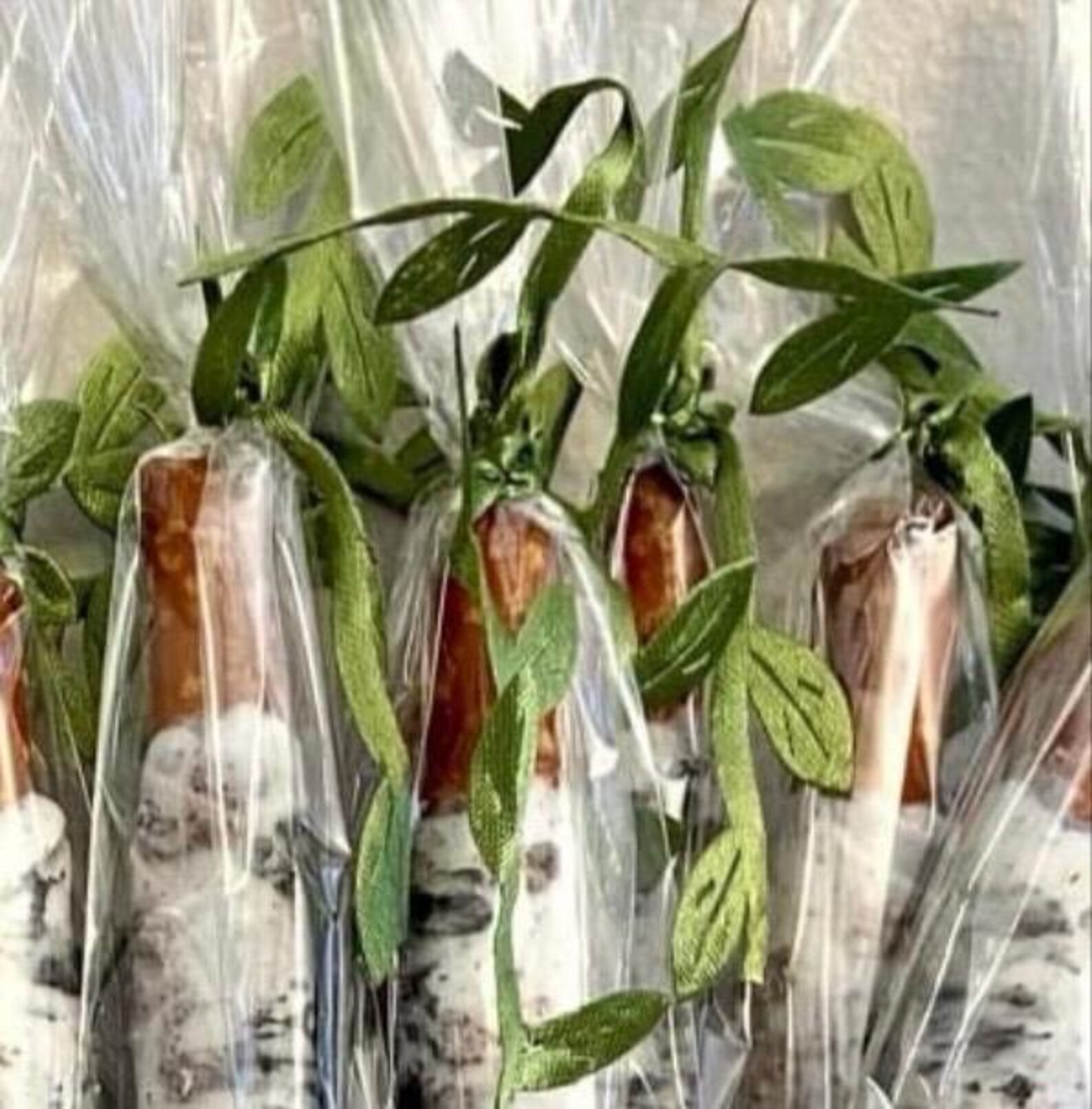 Cookies 'N Cream "birch Tree" Inspired Pretzel Rods (50 Rods) - Etsy