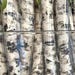 Cookies 'N Cream "birch Tree" Inspired Pretzel Rods (50 Rods) - Etsy