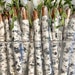 Cookies 'N Cream "birch Tree" Inspired Pretzel Rods (2 DOZEN) - Etsy