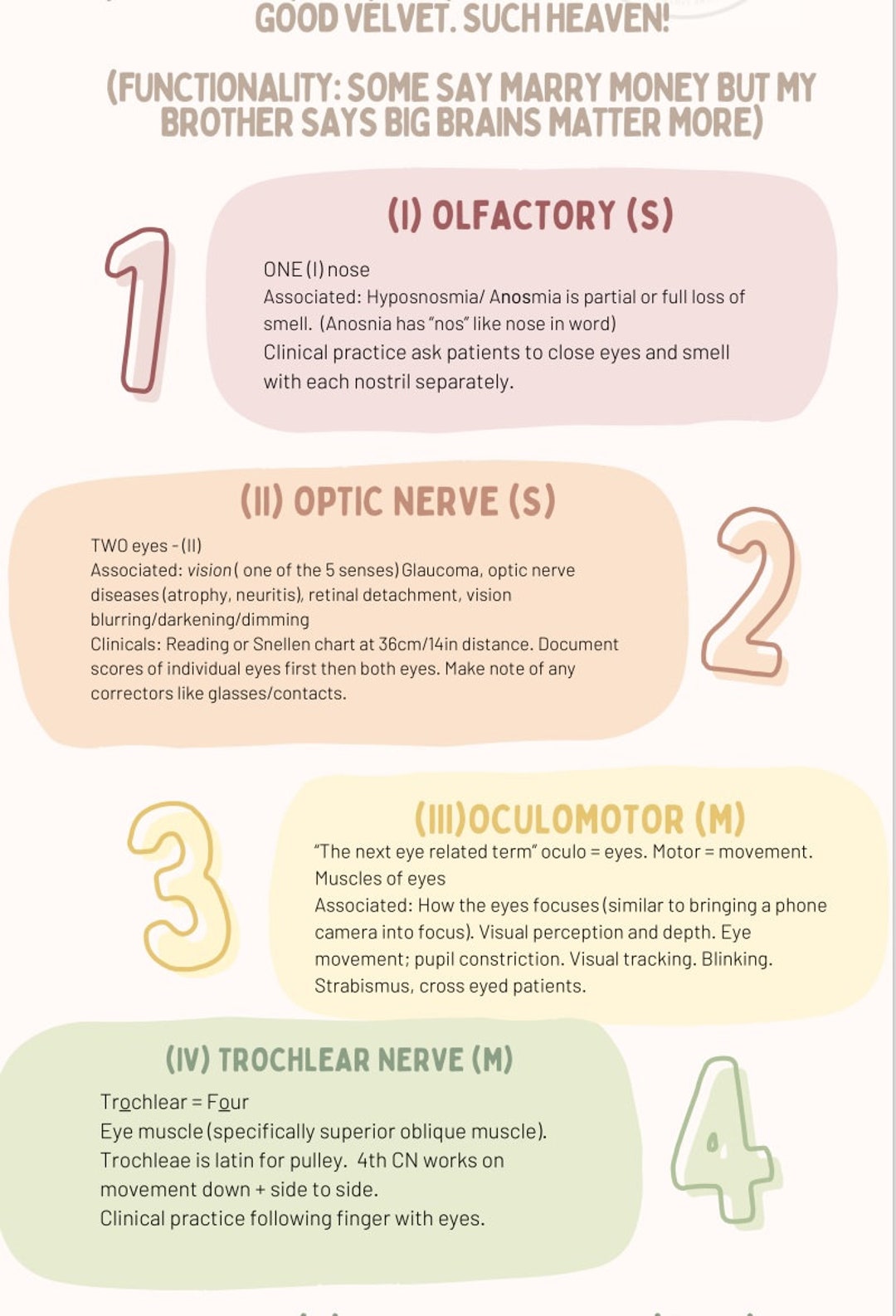 Cranial Nerves Study Infographic, One and Done Clinical Tips. Digital ...
