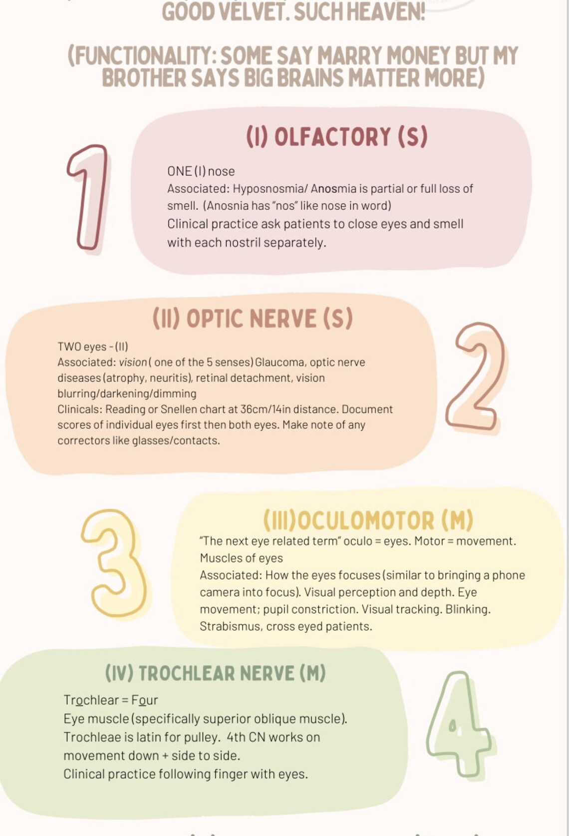 Cranial Nerves Study Infographic, One and Done Clinical Tips. Digital ...