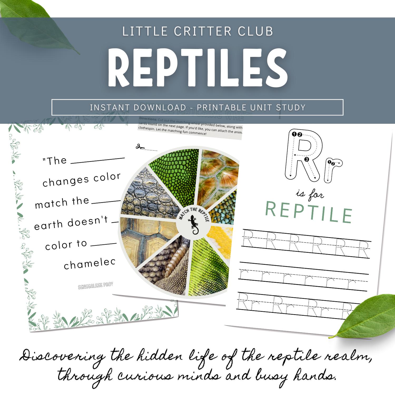 Reptiles Unit Study | Prek Kindergarten Homeschool Curriculum | Science ...