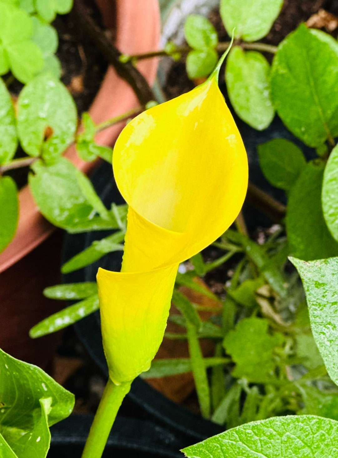 Yellow Calla Lily in the Garden - Etsy