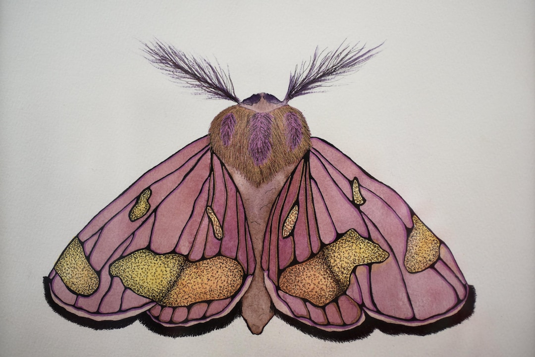Watercolor Purple Moth Print - Etsy