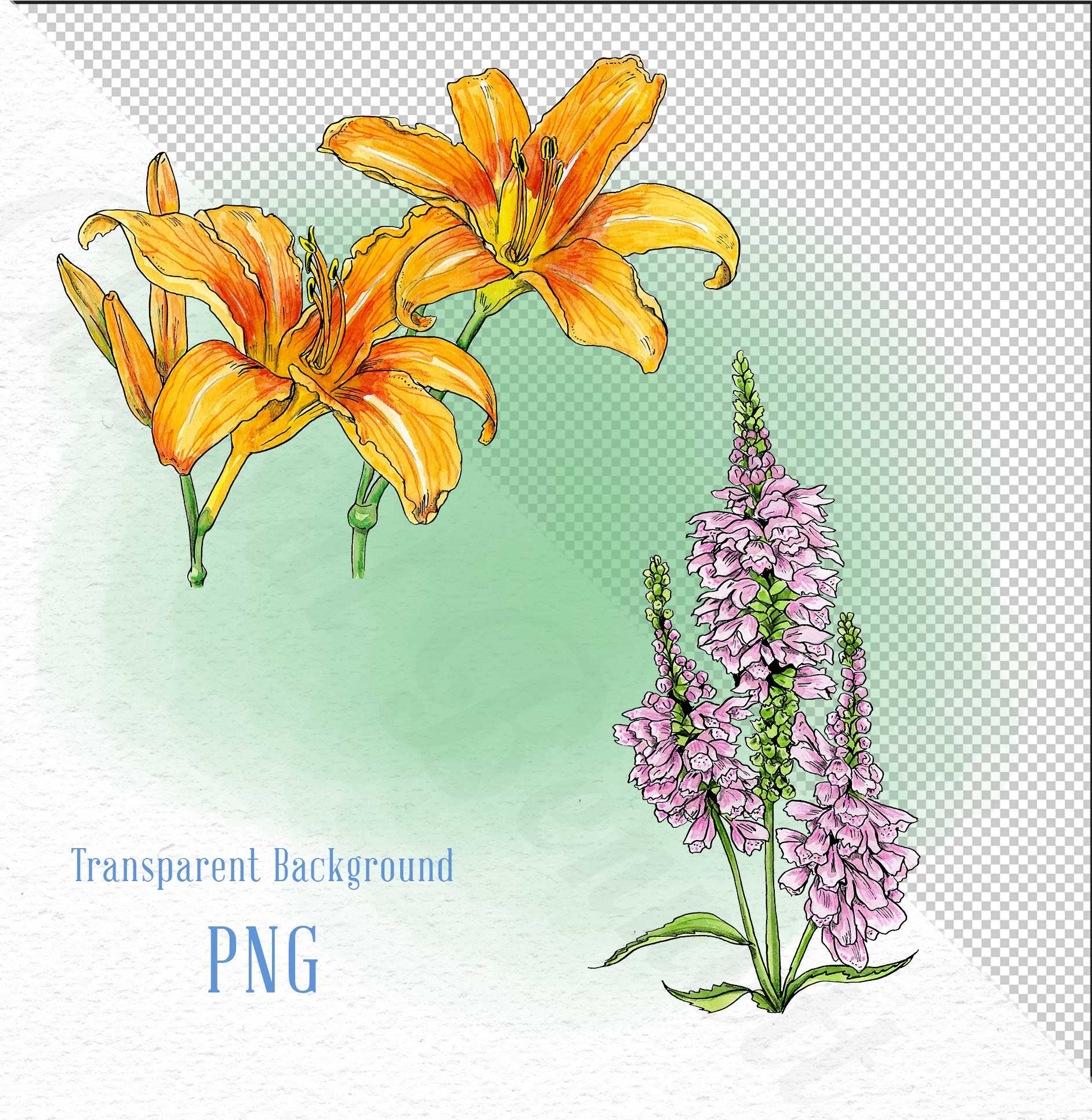 Pollinating Flowers Clip Art - Ink, Watercolor, Pencil Crayon ...