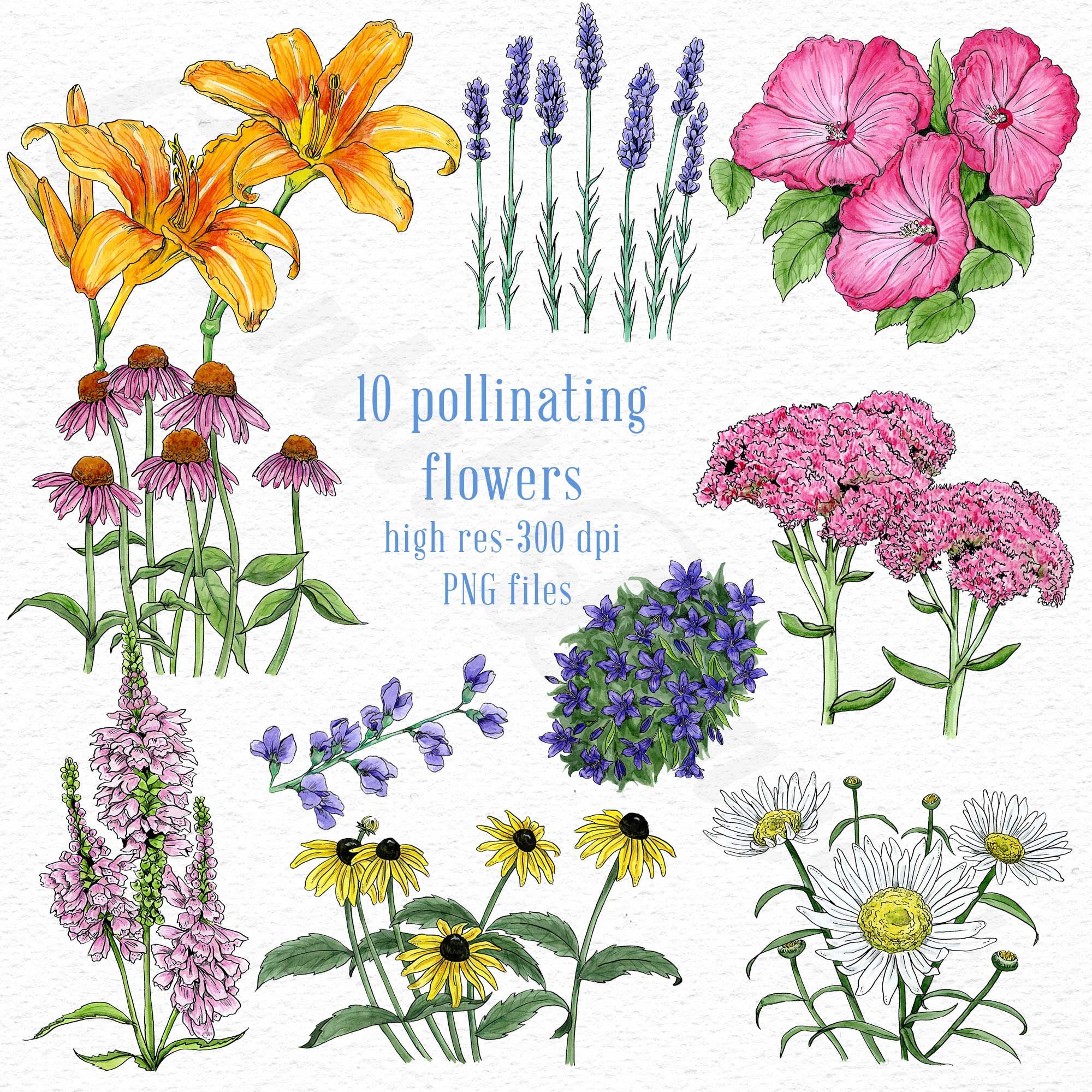 Pollinating Flowers Clip Art - Ink, Watercolor, Pencil Crayon ...