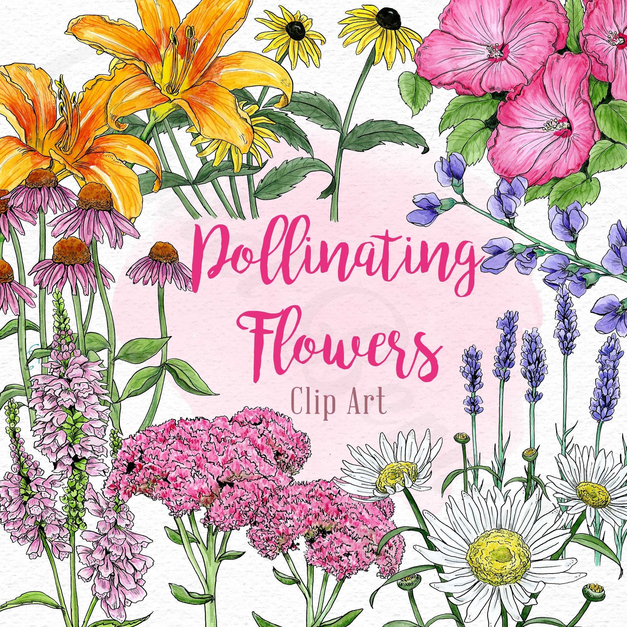 Pollinating Flowers Clip Art - Ink, Watercolor, Pencil Crayon ...