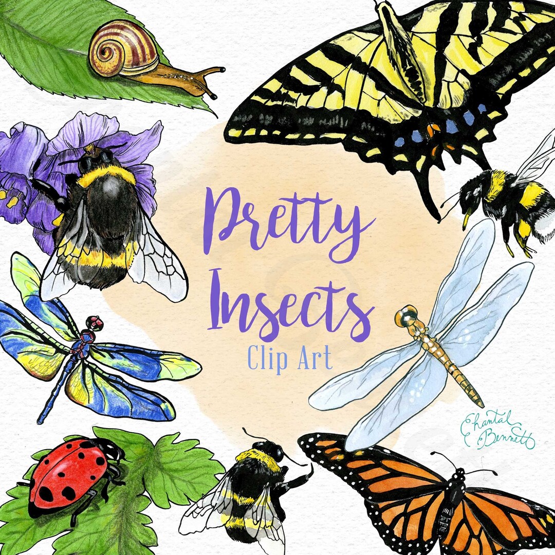 Pretty Insects Clip Art - Ink, Watercolor, Pencil Crayon Illustrations ...