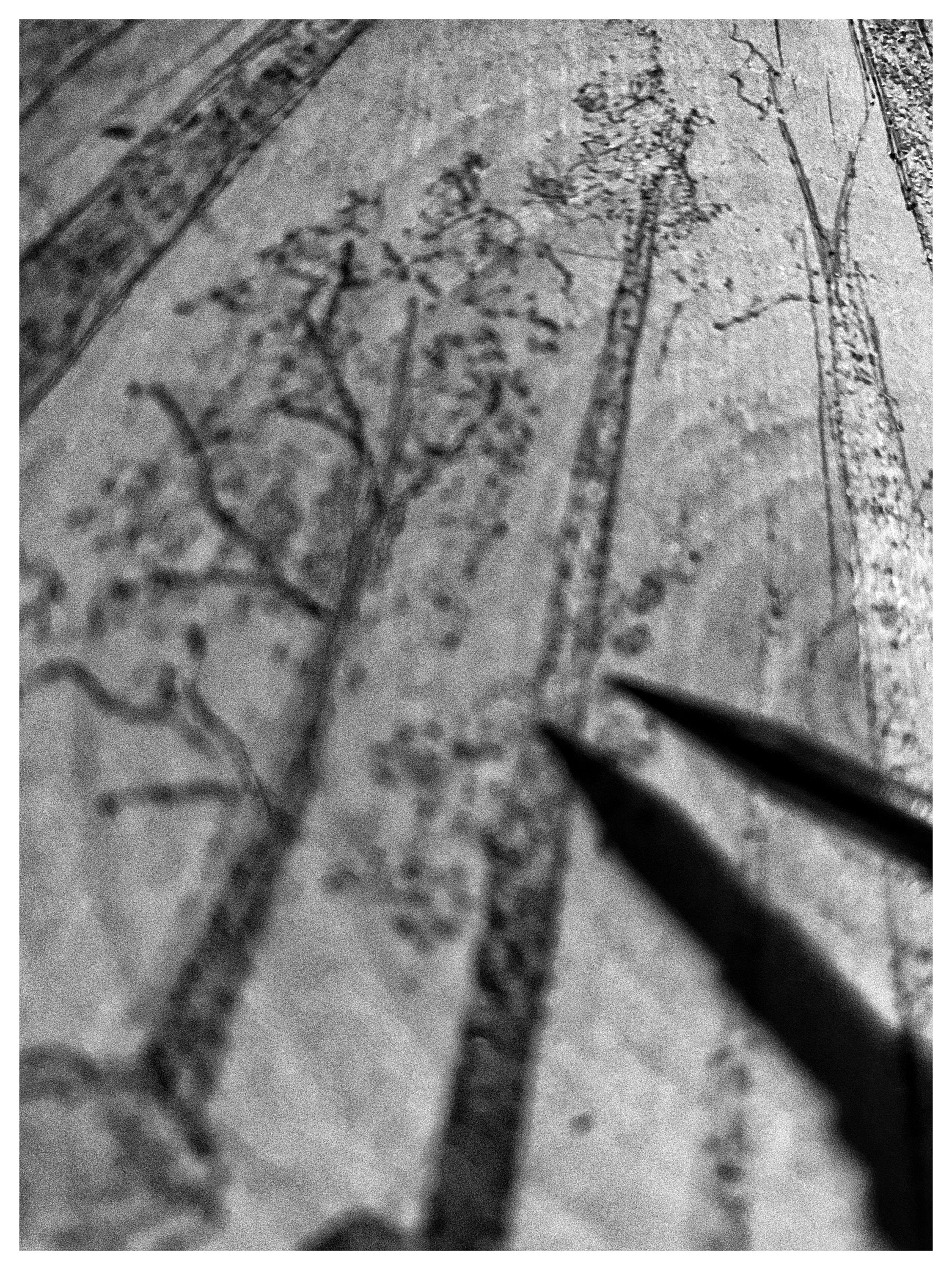 Original Wood Burning Picture. Forest. Pyrography Art Wall Decor. Art ...