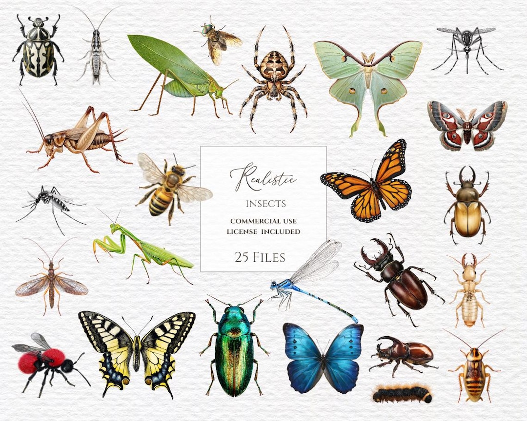 Realistic Bugs Spider Clipart, Colorful Bugs, Insect Png, Commercial ...
