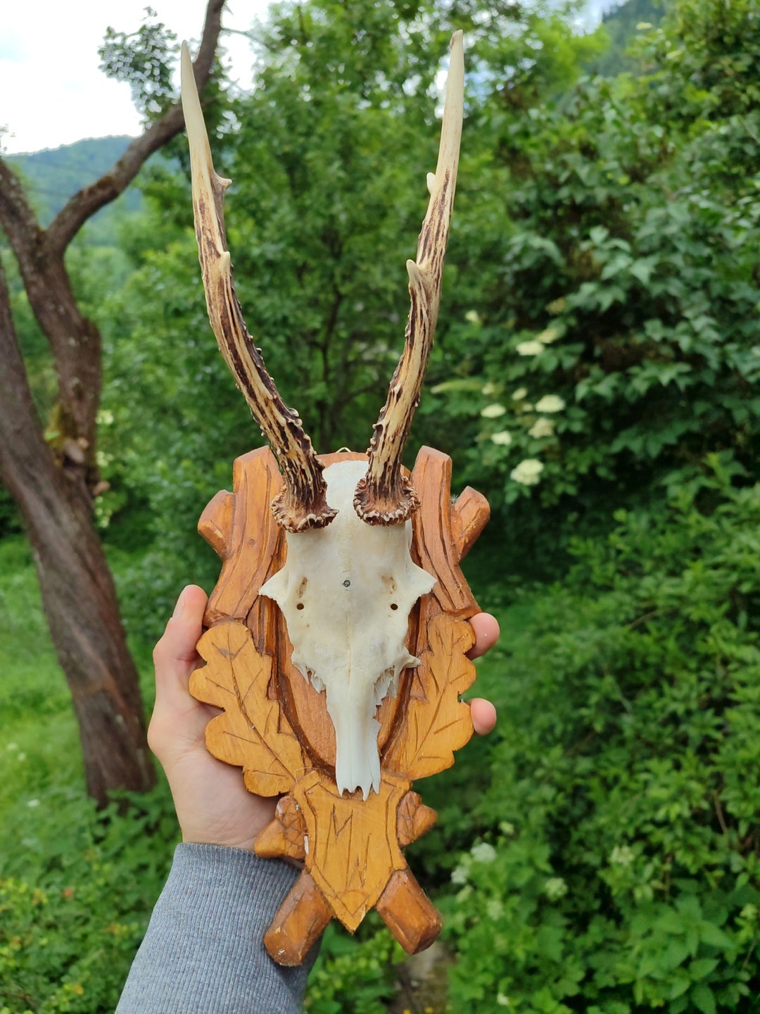 Large Roe Deer Antlers With Skull Wall Hanging Home Decor Shamanic ...
