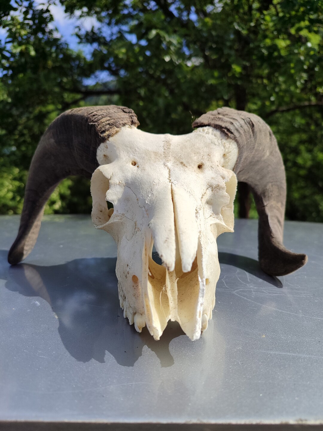 Real Sheep Mouflon Aries Ram Skull With Horns Antlers Head Bone ...