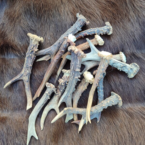 Deer Antlers - Etsy