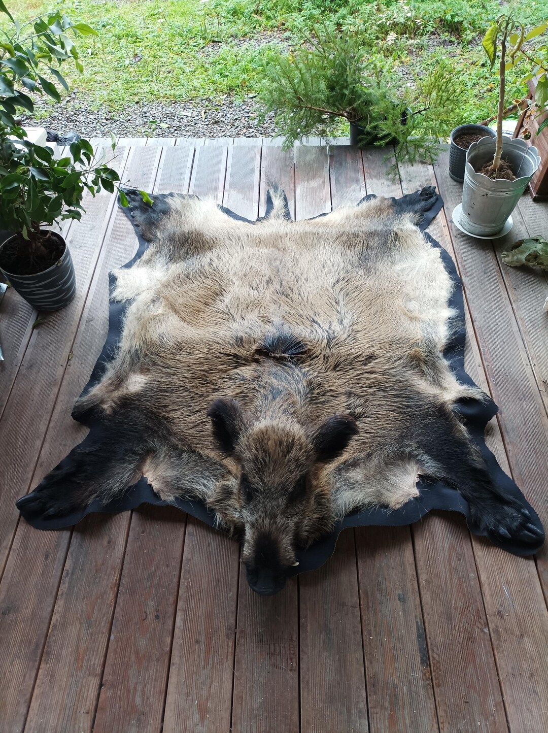Hog Wild Boar Skin Hide Rug Pelt Tusks Head Taxidermy Study Hunting ...