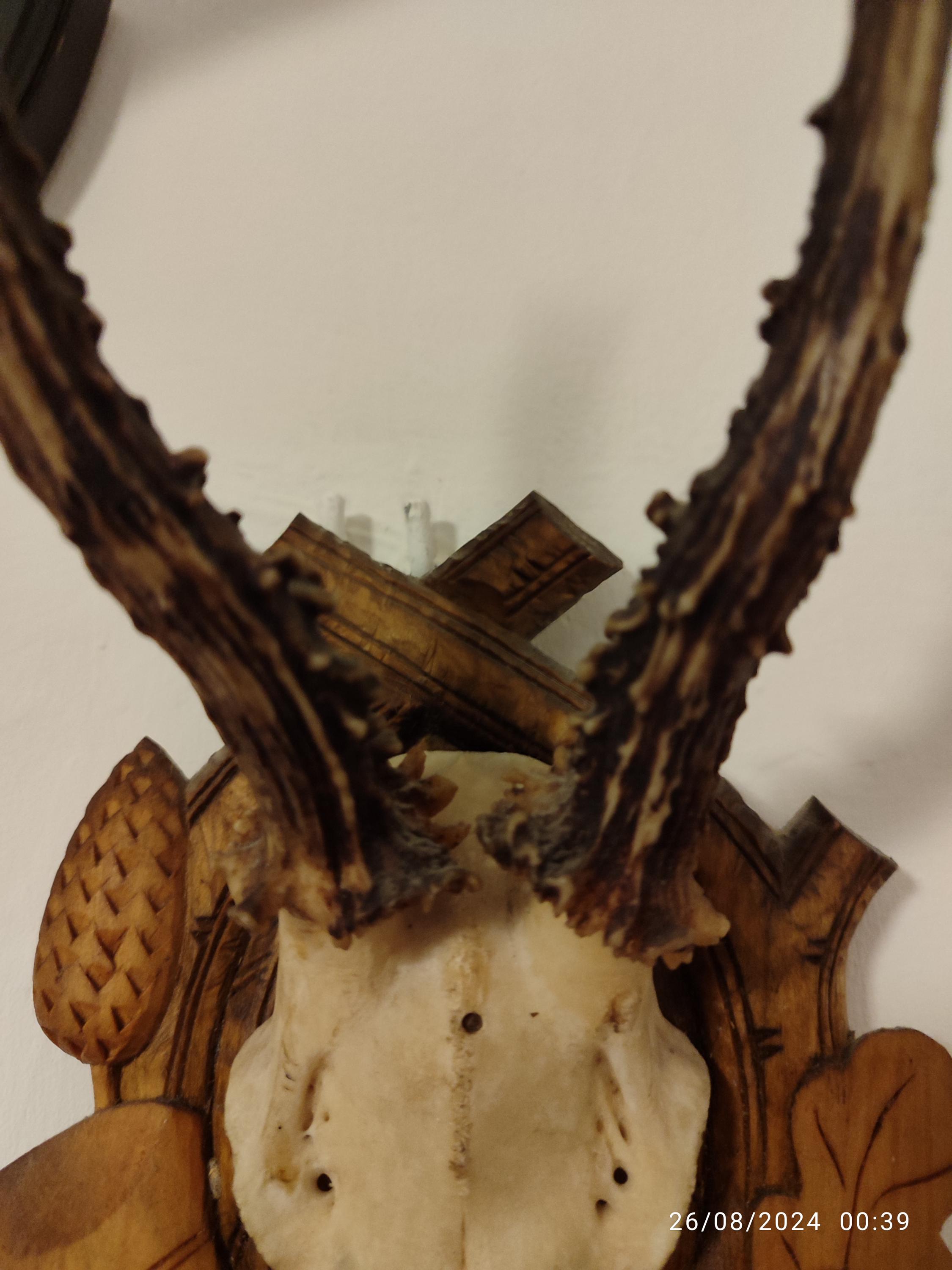Roebuck Roe Deer Antlers With Skull Wall Hanging Home Decor Shamanic ...