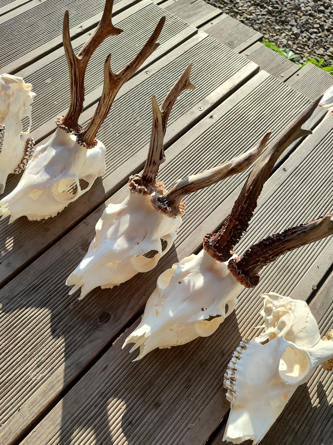 Real Natural Roebuck Deer, Roe Deer Skull Antlers Head Bone Taxidermy ...