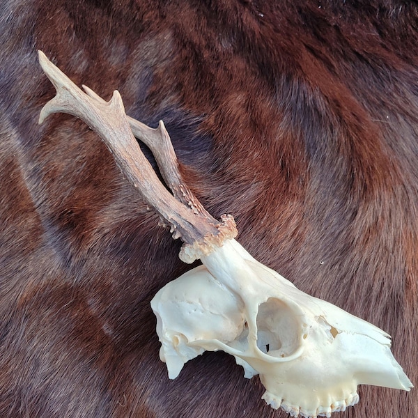 Real Deer Skull - Etsy