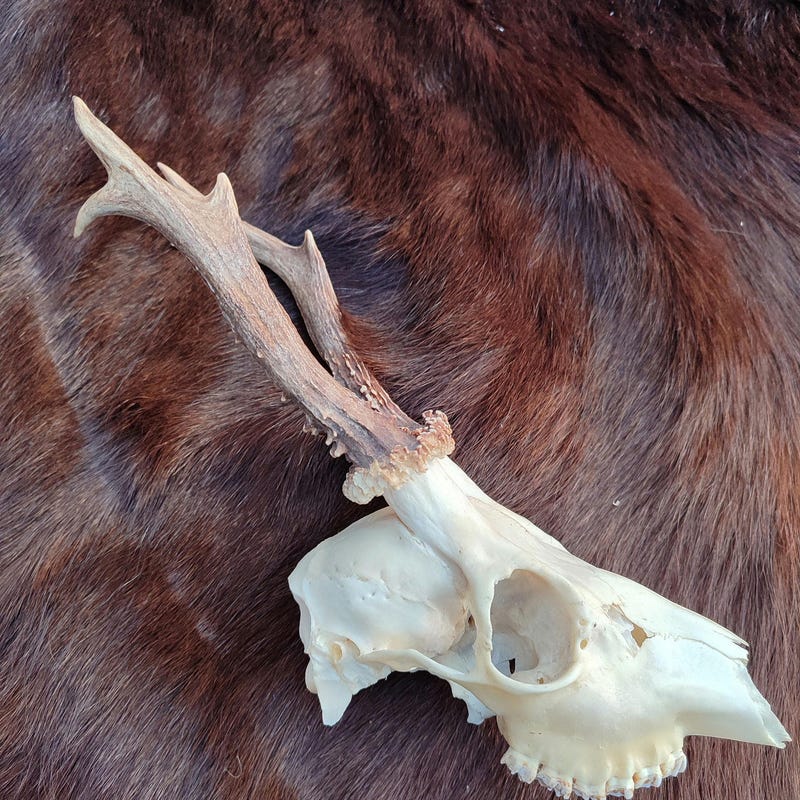 Real Animal Skull - Etsy