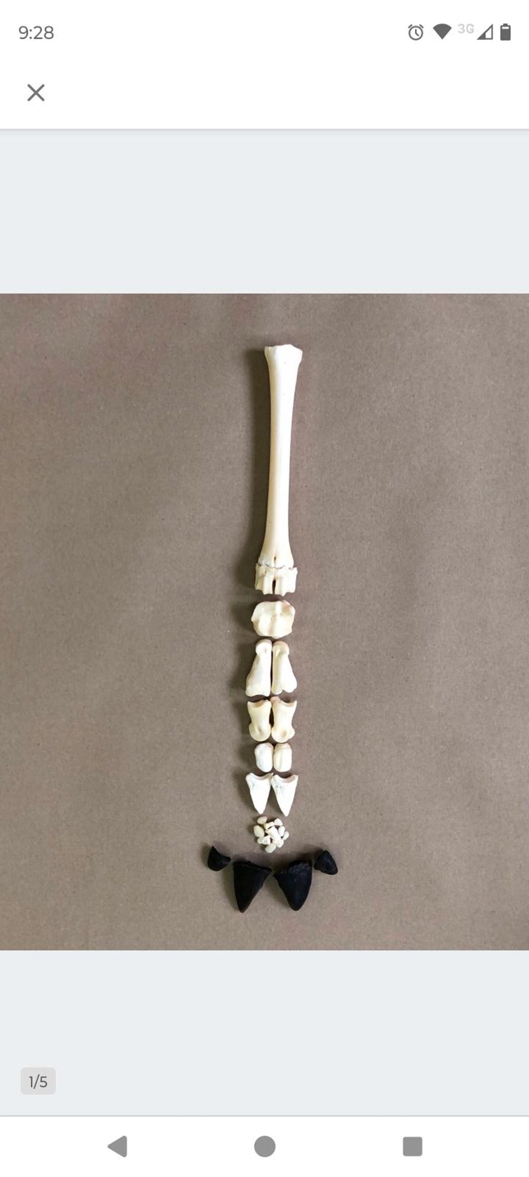 Roe Deer Doe Leg, Hoof, Hooves, Horse Skeleton. Science, Education ...