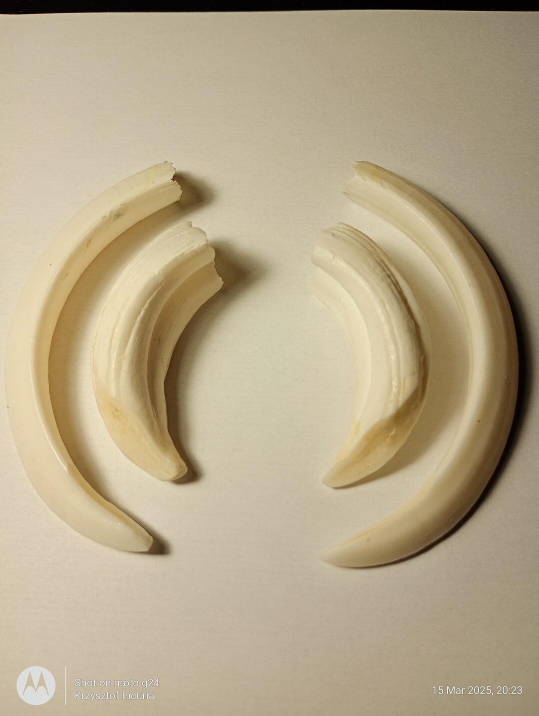 Complete Set of 4 Wild Boar Sabres Teeth Charms Tooth Pendant Talisman ...