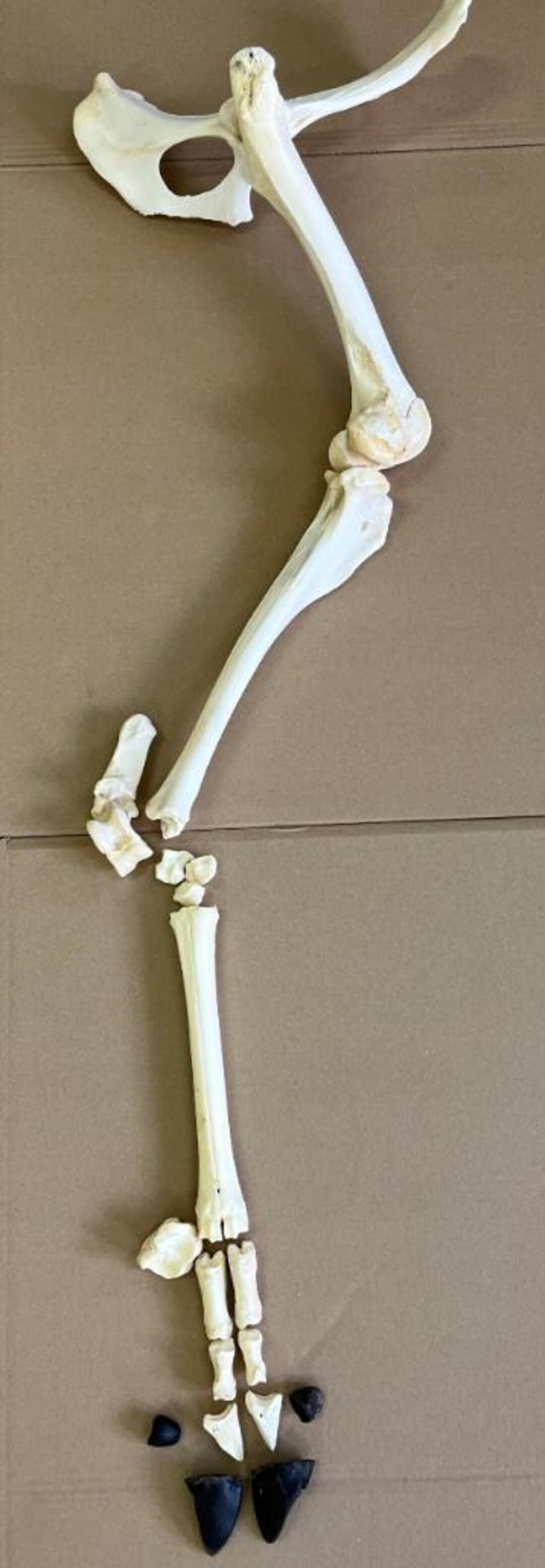 Entire Red Deer Back Leg, Hoof, Hooves, Horse Skeleton. Science ...