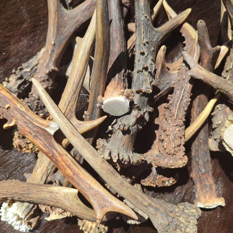 Deer Antler - Etsy
