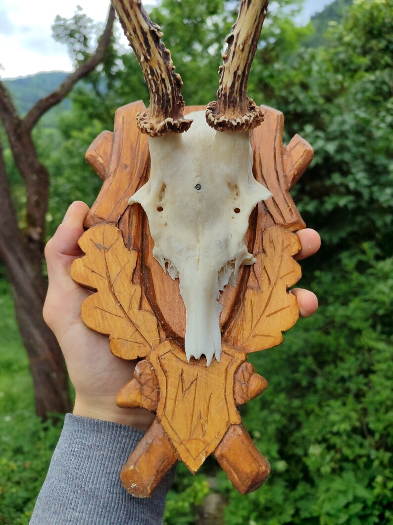 Large Roe Deer Antlers With Skull Wall Hanging Home Decor Shamanic ...